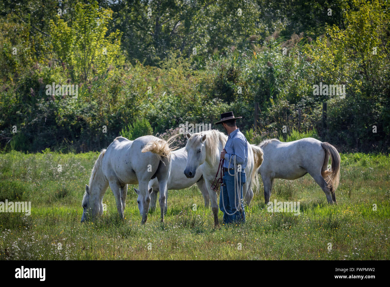 Stableman hi-res stock photography and images - Alamy