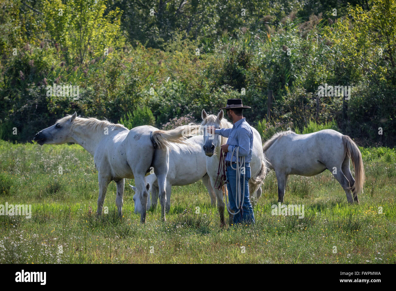 Stableman hi-res stock photography and images - Alamy