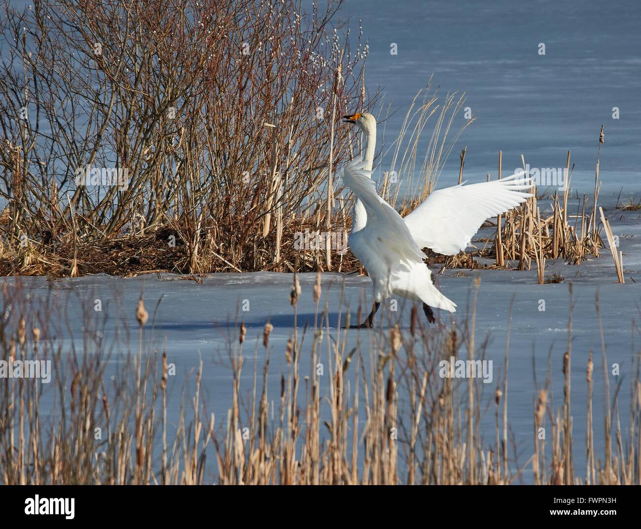 Swan of finland hi-res stock photography and images - Alamy