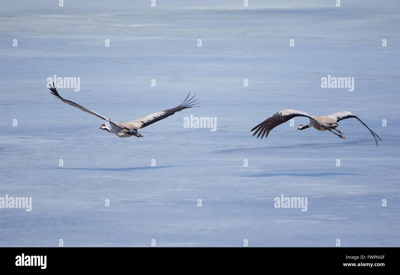 Flying above birds in hi-res stock photography and images - Alamy