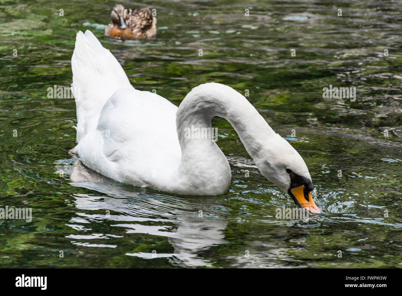 White swan diving in the water looking for food Stock Photo - Alamy