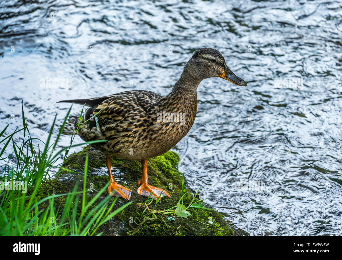 Duck looking for water Stock Photo - Alamy