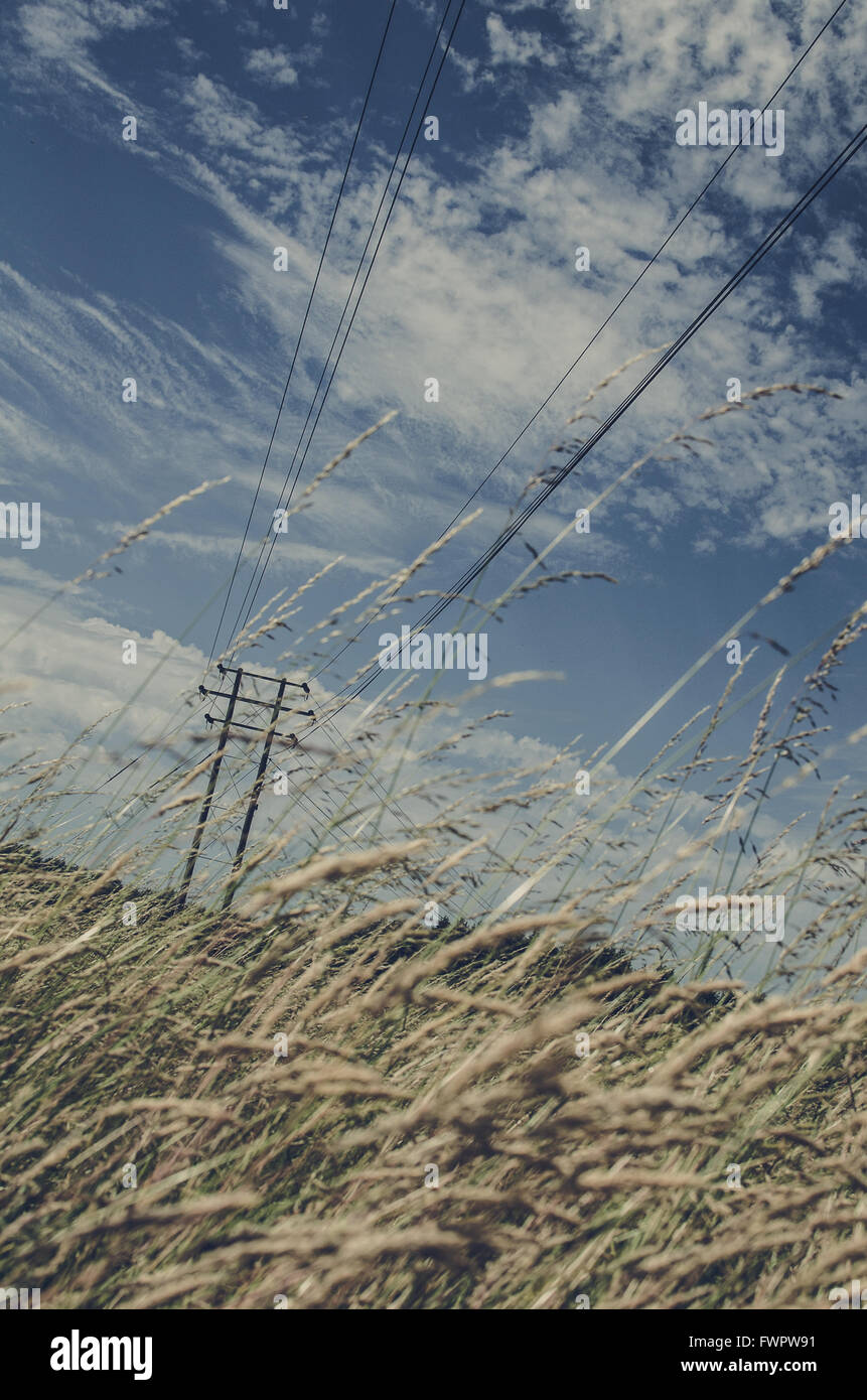 electricity pole and wires in a corn field Stock Photo - Alamy