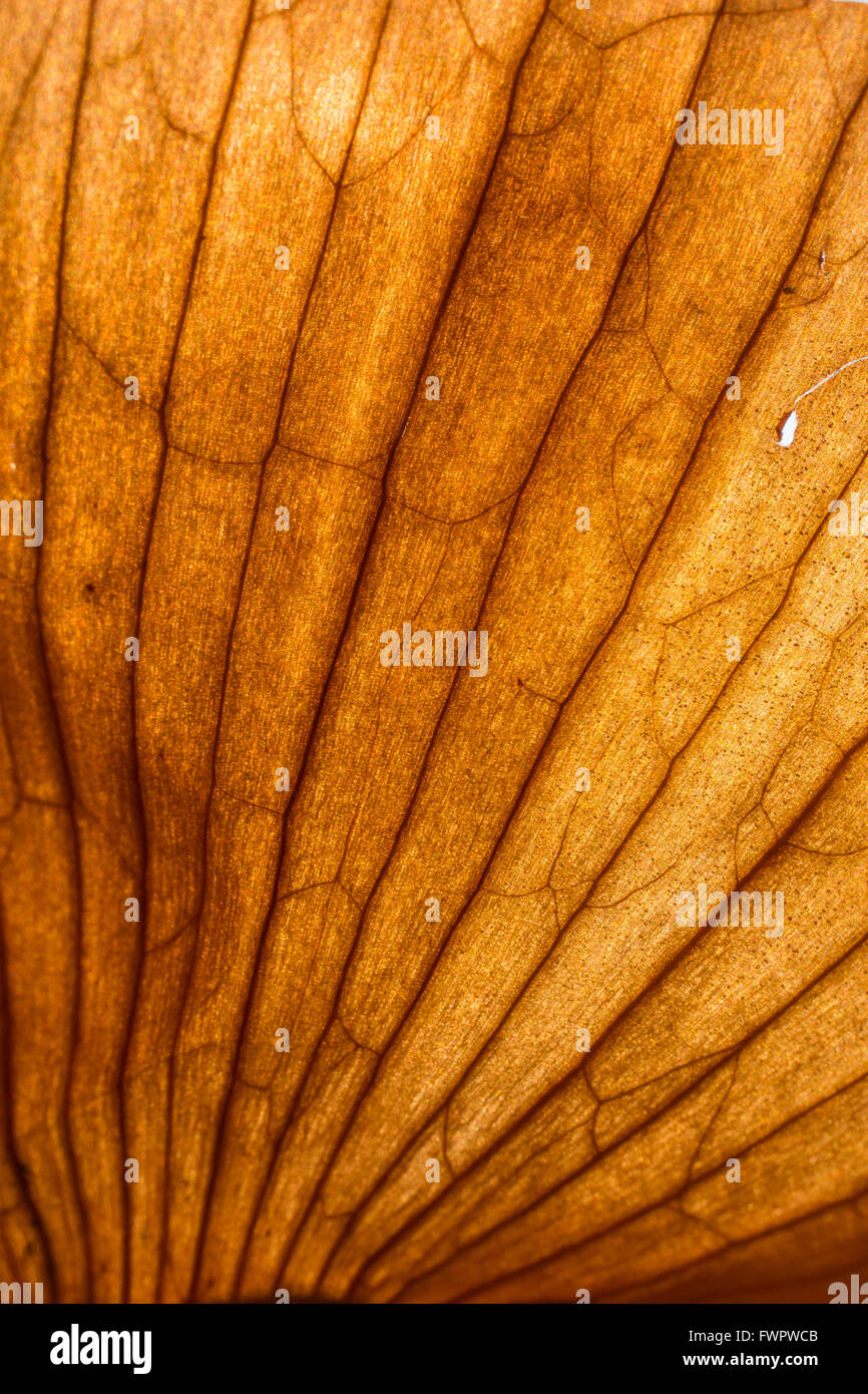 onion skin veins Stock Photo - Alamy
