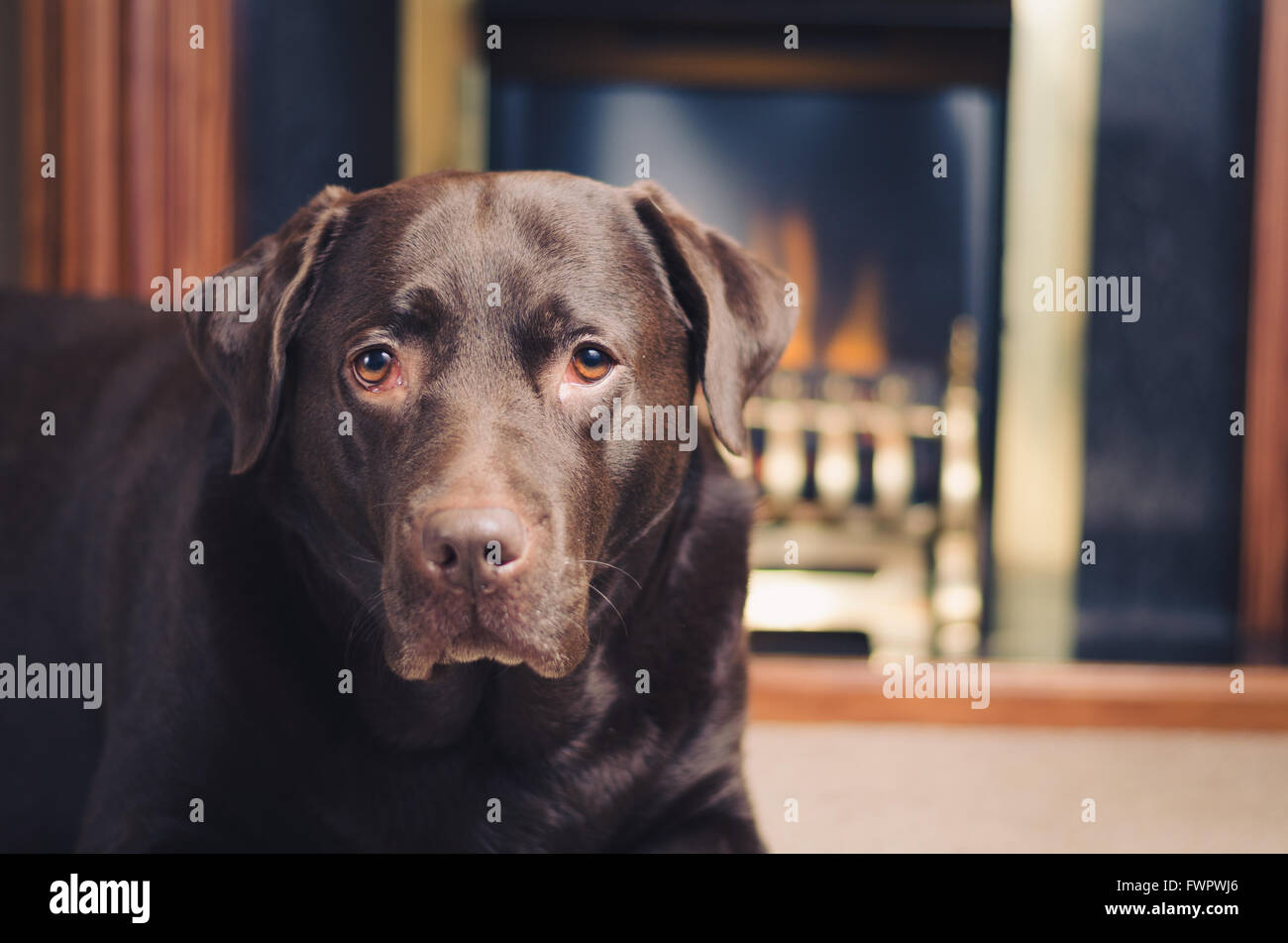 Labrador dog in front of a fireplace Stock Photo - Alamy
