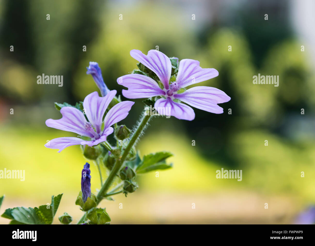 Violet chicory flower hi-res stock photography and images - Alamy