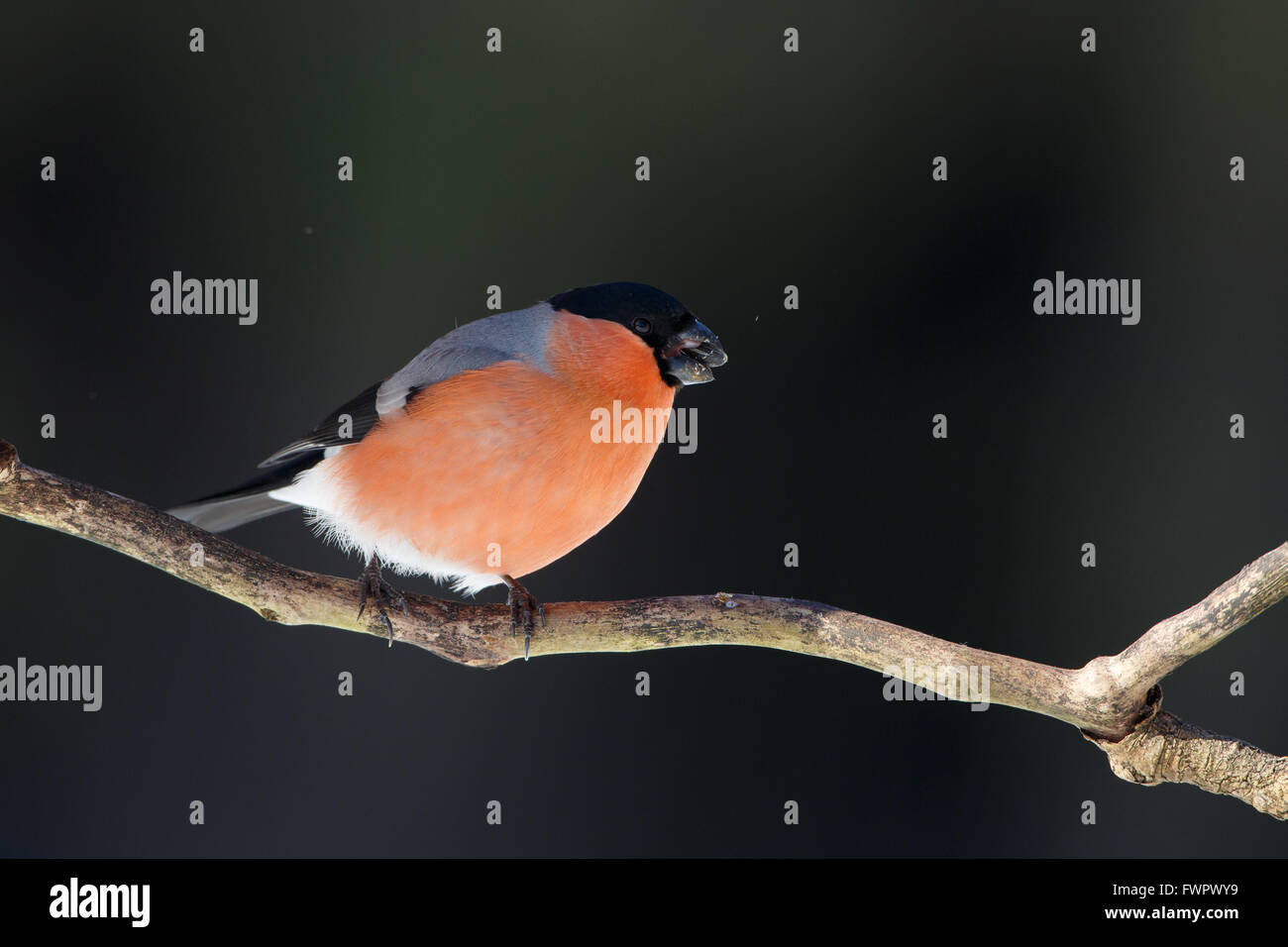 Eurasian bullfinch (Pyrrhula pyrrhula), male Stock Photo - Alamy