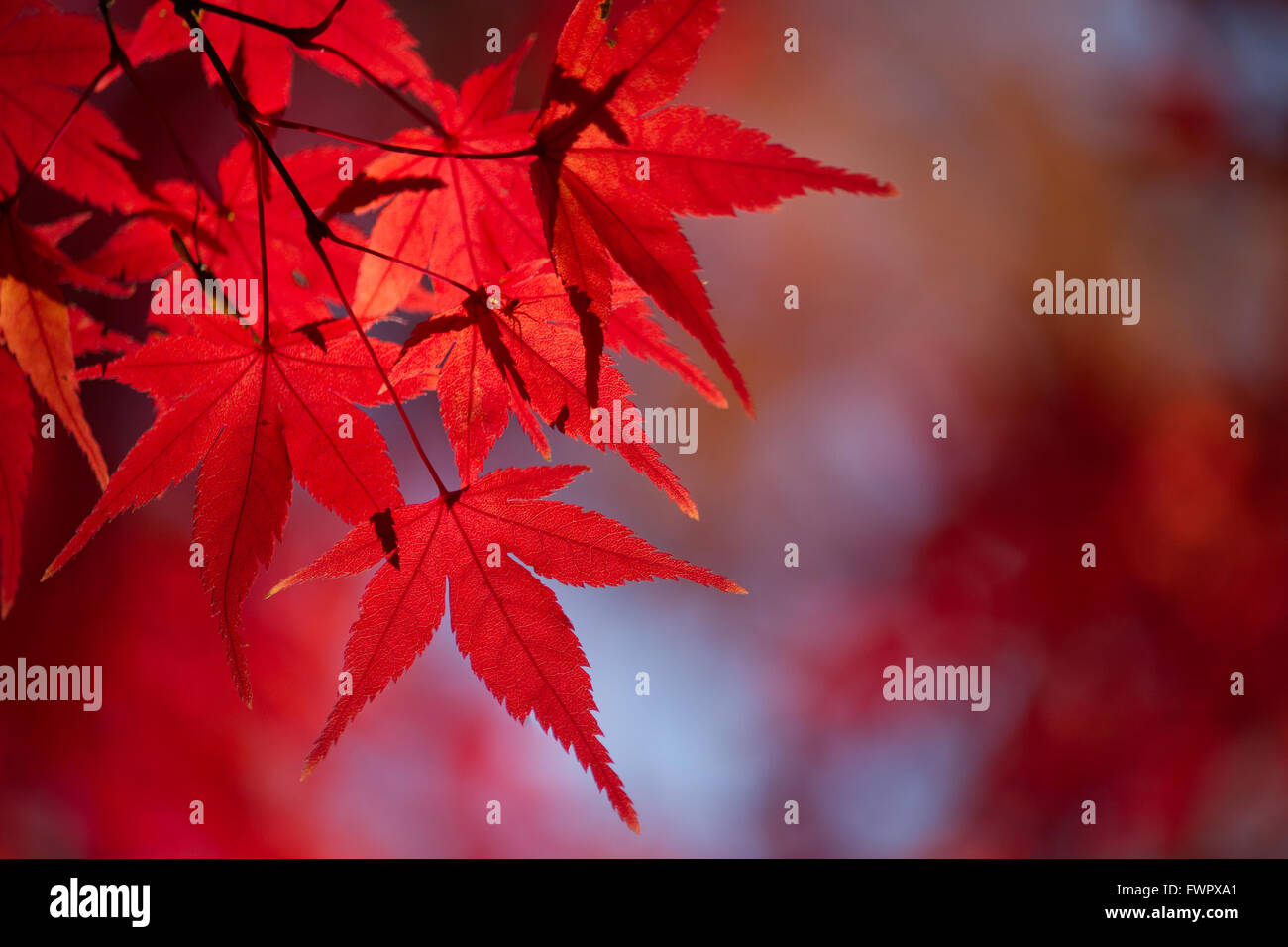Japanese Maple Tree Leaves in Red Autumn Foliage Stock Photo - Alamy