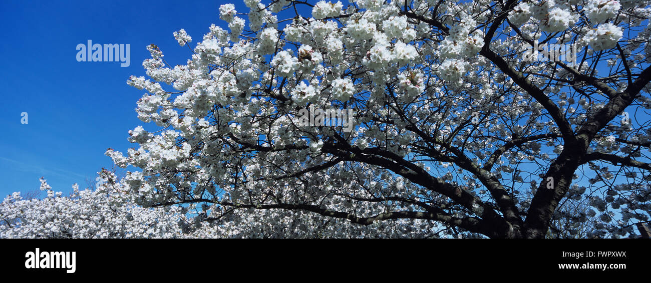 trees in blossom spring blue white Stock Photo - Alamy