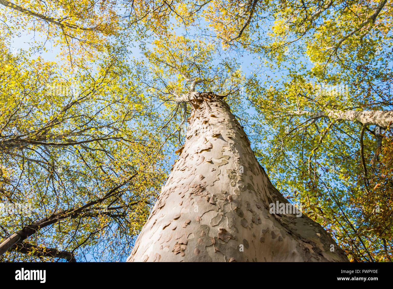 Under the tree Stock Photo - Alamy