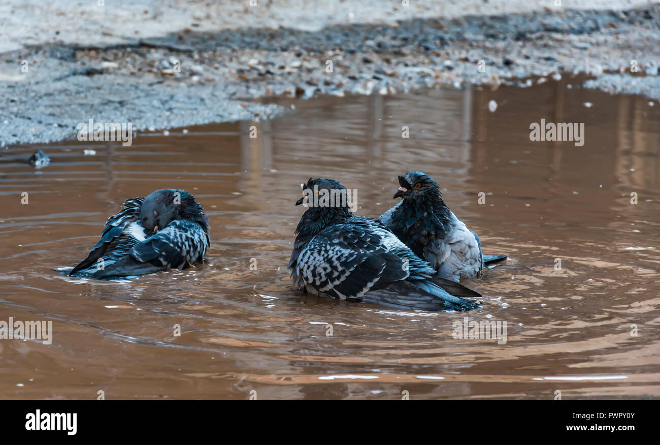 The pigeons take a bath Stock Photo - Alamy