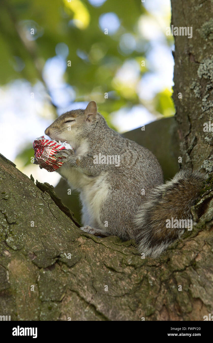 Funny little critter hi-res stock photography and images - Alamy