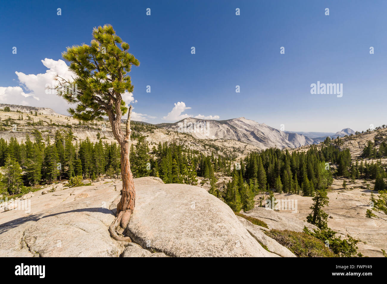 Beautiful view of lone tree growing on Olmsted Point Stock Photo - Alamy
