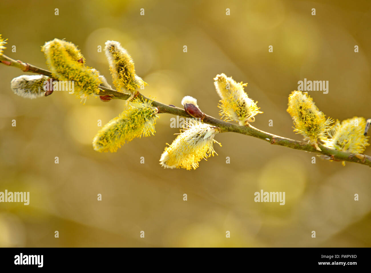 willow blossom in spring Stock Photo - Alamy