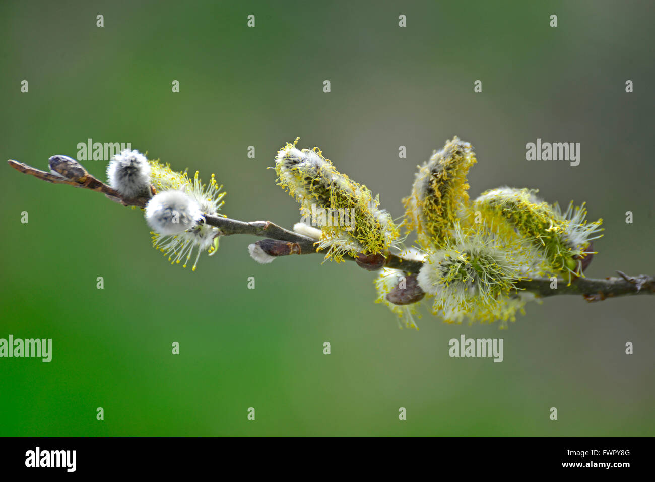 willow blossom in spring Stock Photo - Alamy