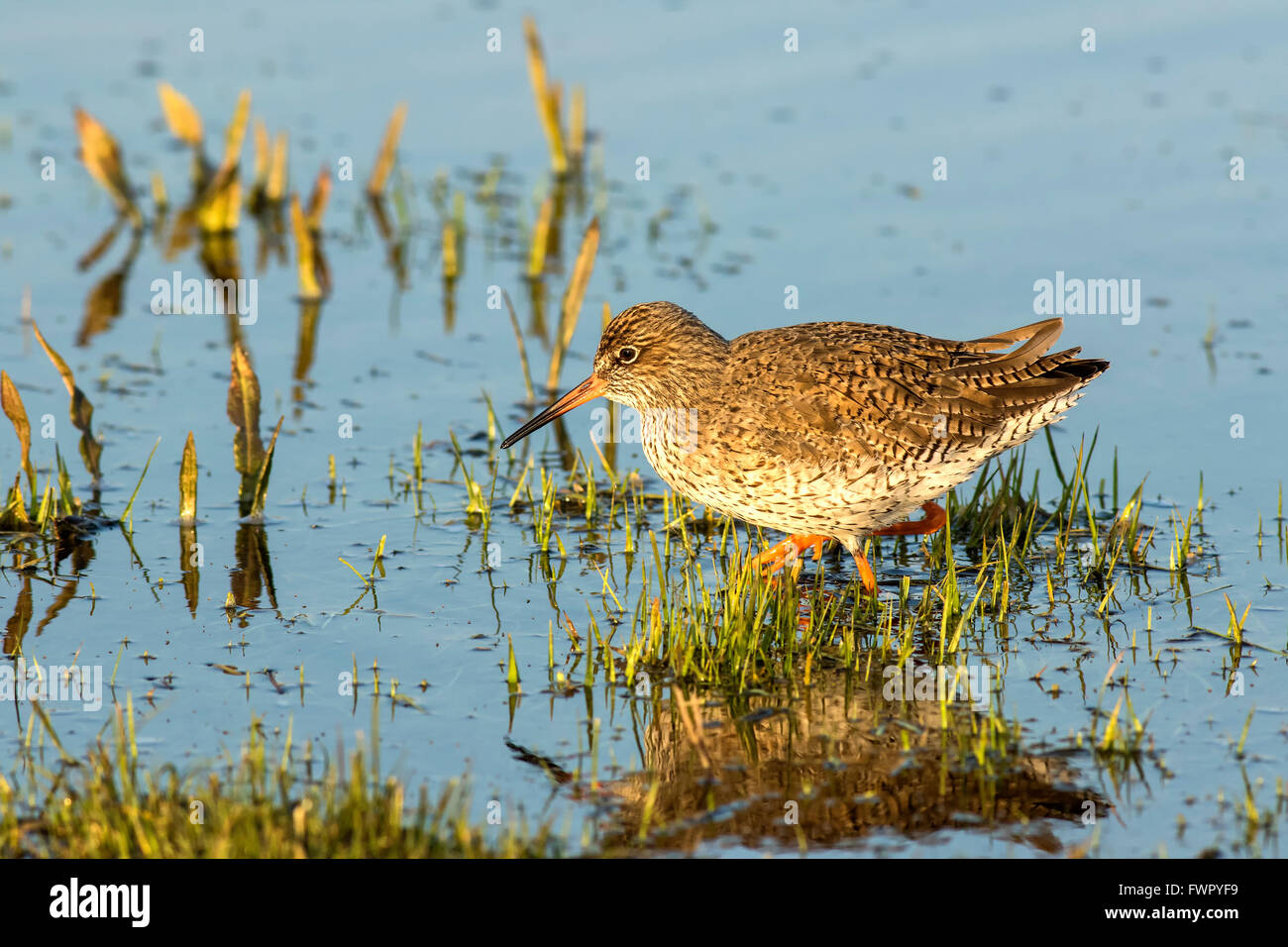 Common Redshank Wading Stock Photo - Alamy