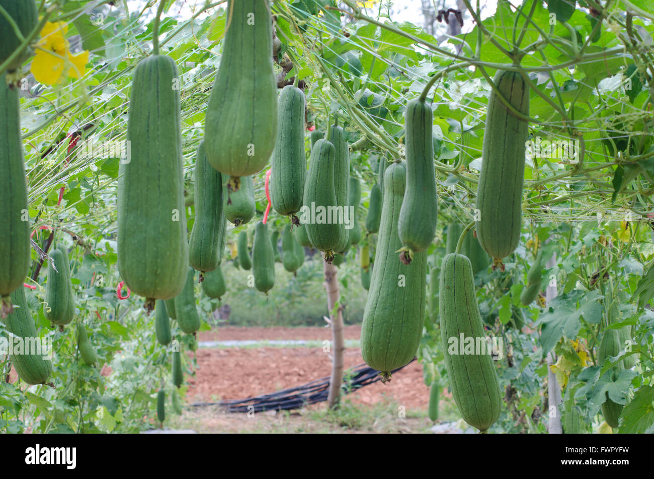 Sponge gourd fresh vegetable hi-res stock photography and images - Alamy