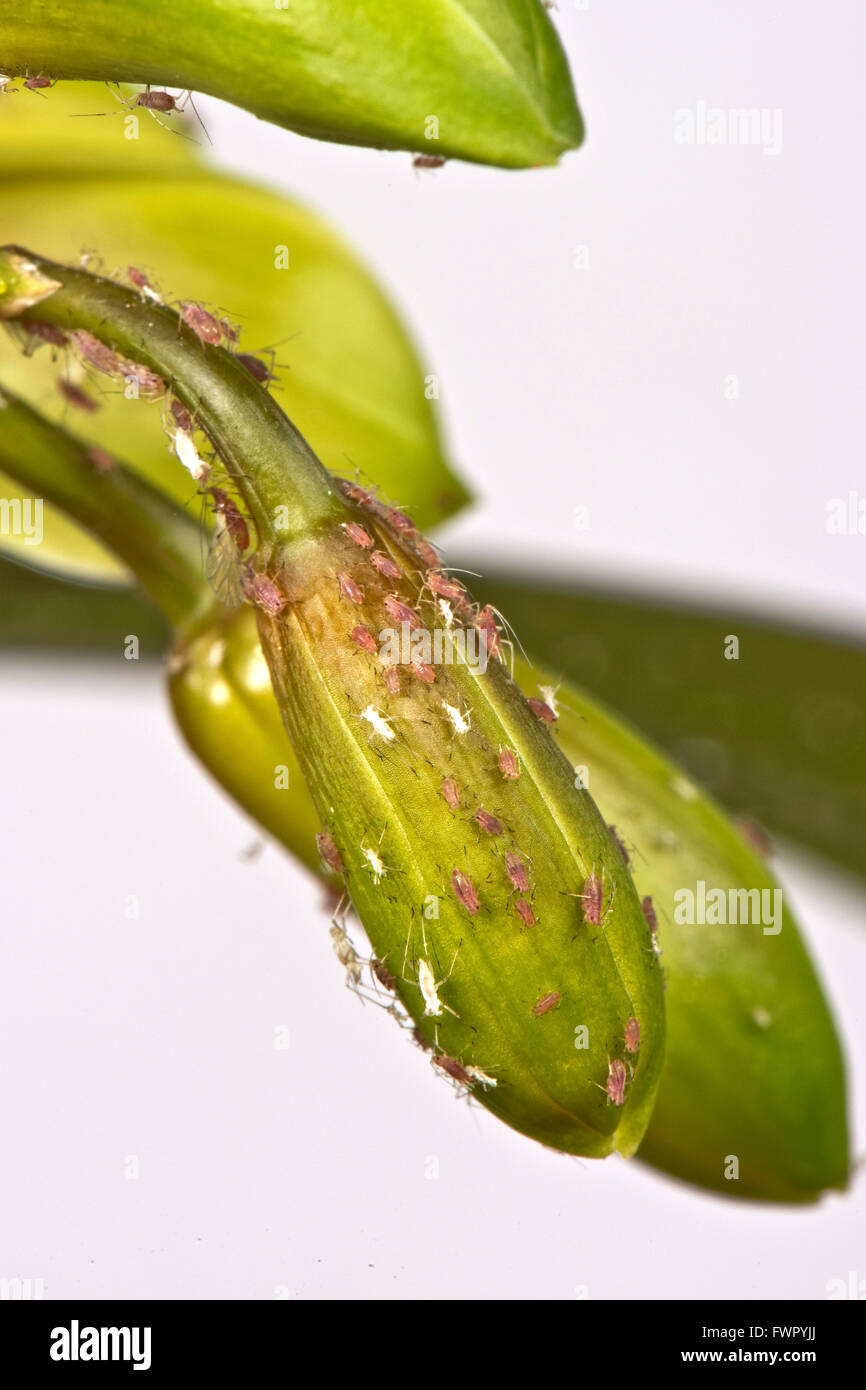 Potato aphid, Macrosiphum euphorbiae, pest infestation on a Cymbidium ...