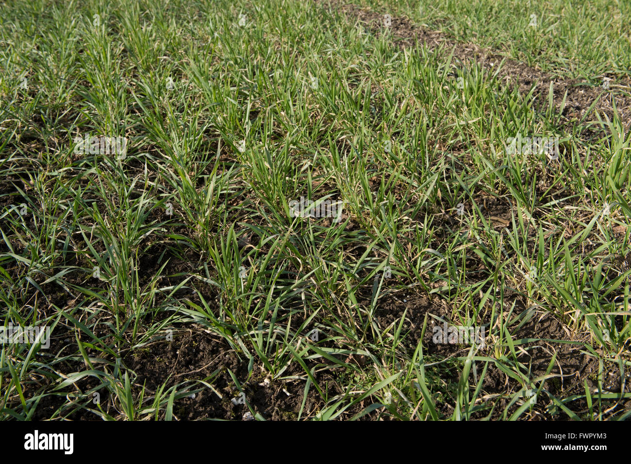 Rows of a winter wheat crop with good aerial growth in late winter ...