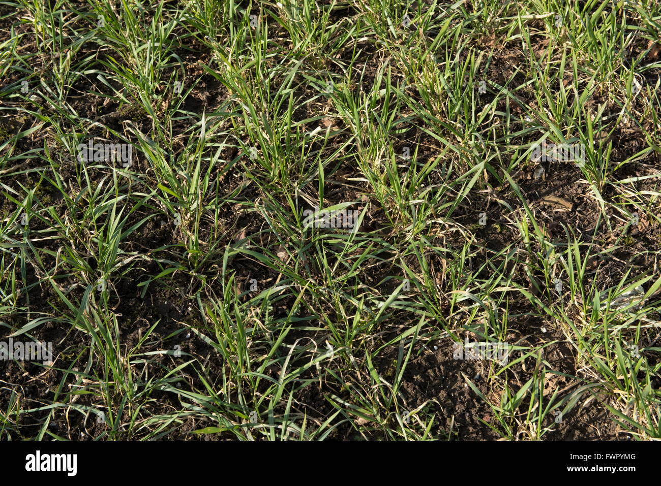 Rows of a winter wheat crop with good aerial growth in late winter ...
