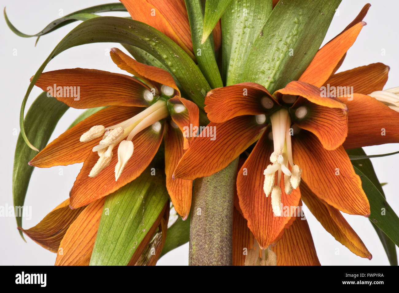 Flowers of crown imperial, Fritillaria imperialis, showing flower ...