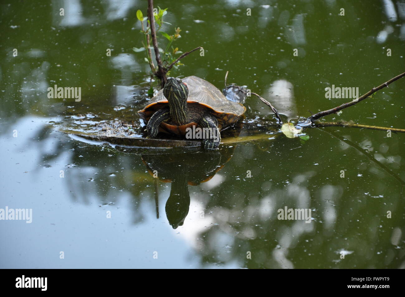 Marsh tortoise hi-res stock photography and images - Alamy