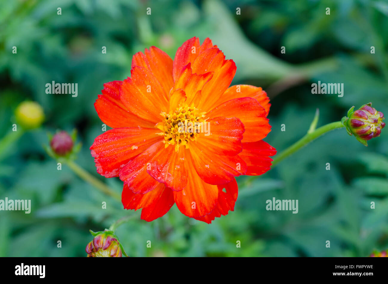 closeup of cosmos flower Stock Photo - Alamy