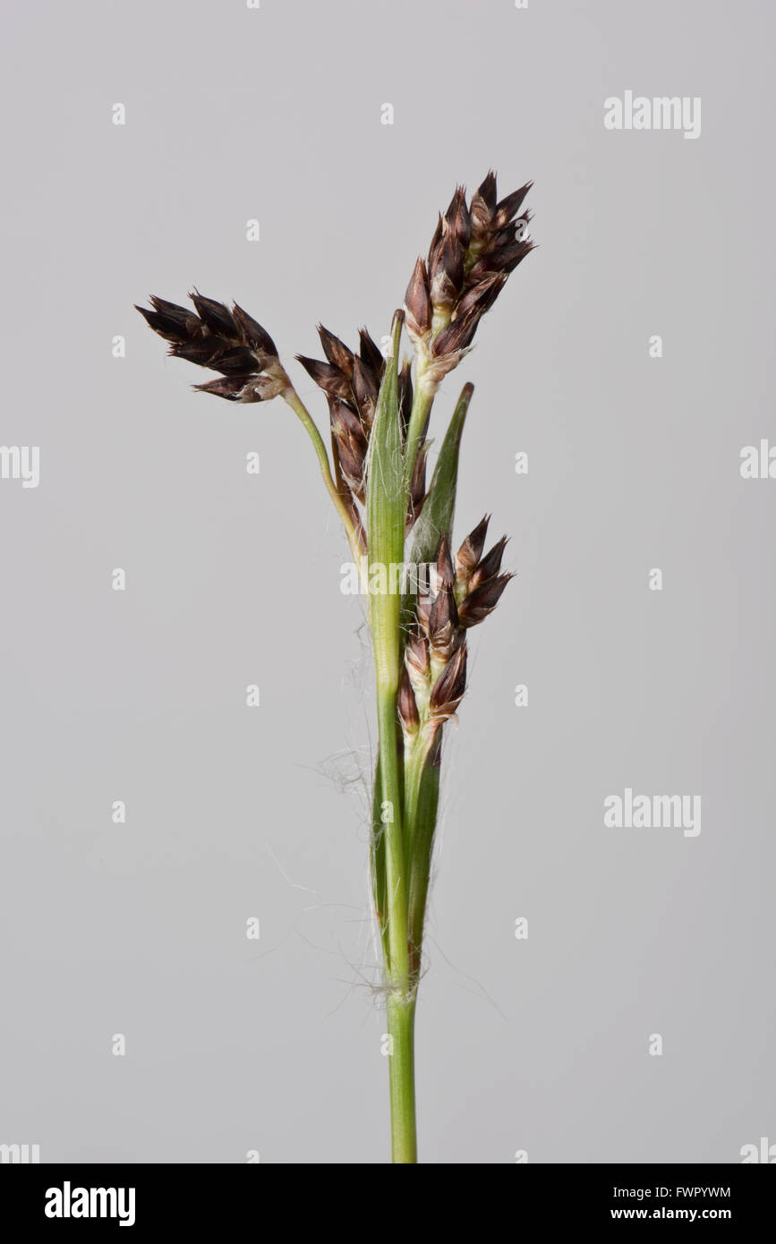 Field woodrush or Good Friday grass, Luzula campestris, flower spike in ...