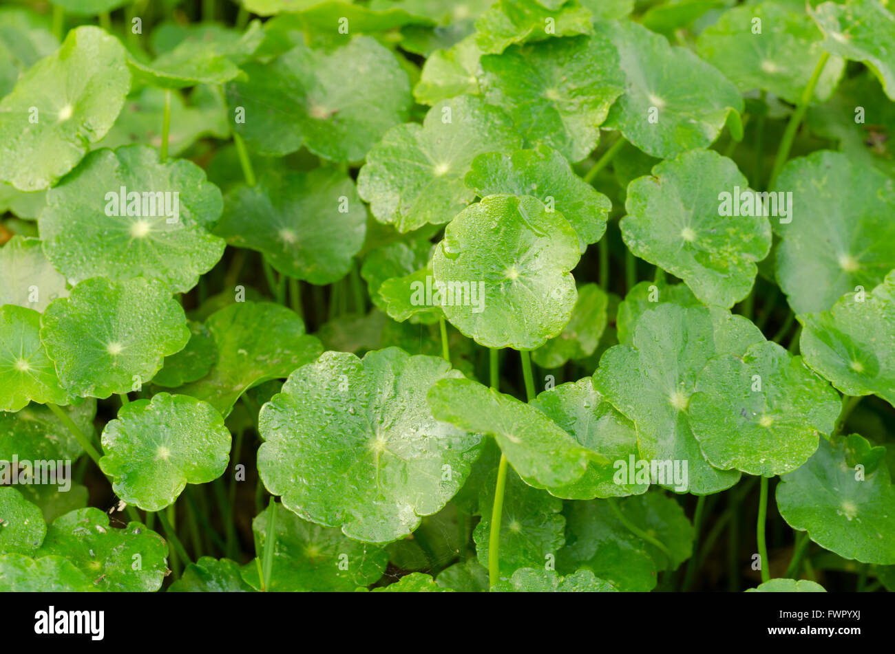 Asiatic pennywort plant hi-res stock photography and images - Alamy