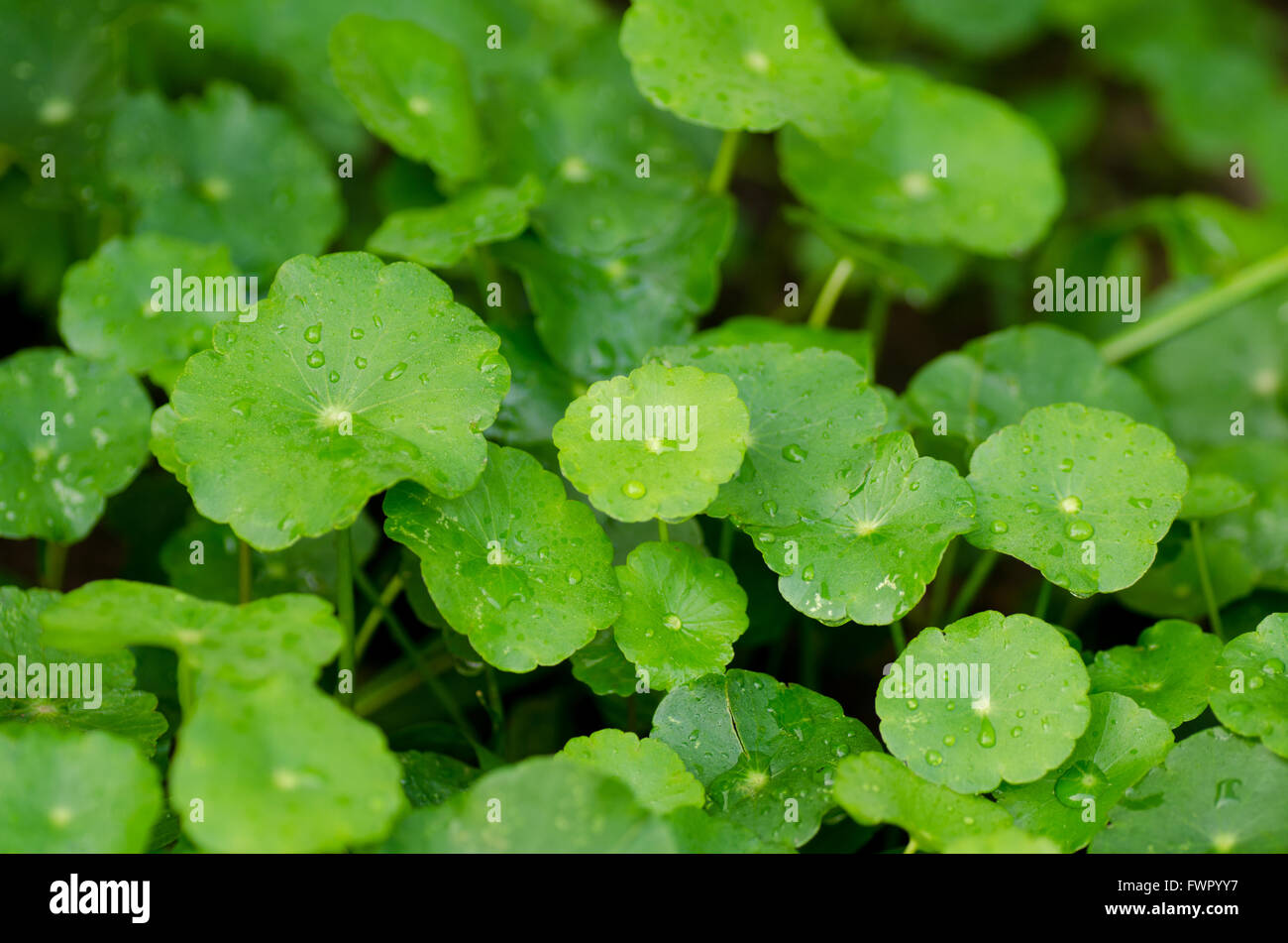 Asiatic pennywort plant hi-res stock photography and images - Alamy