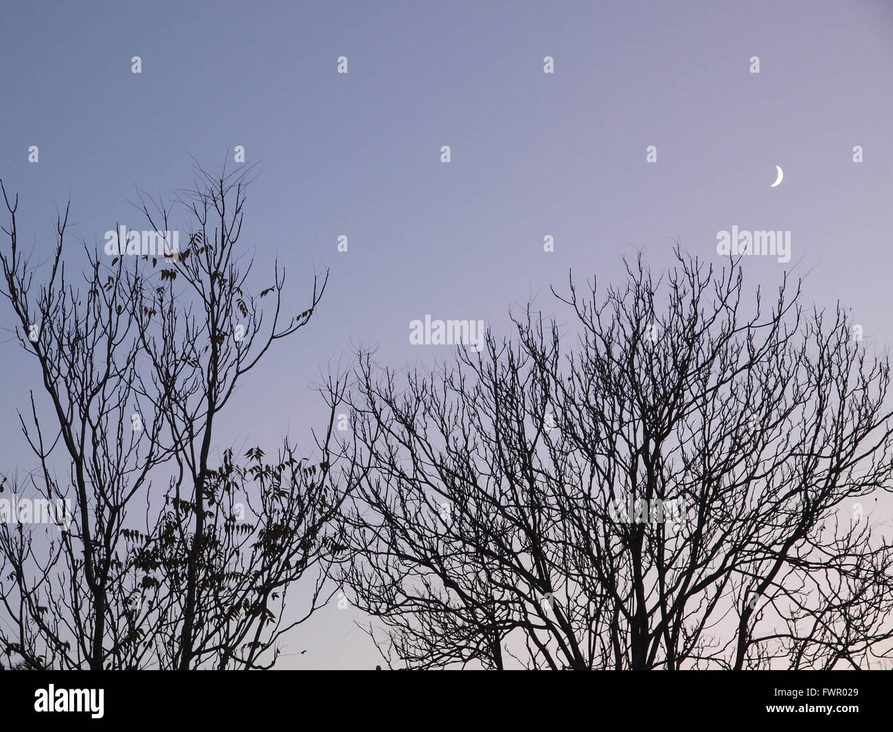Trees and moon against evening sky Stock Photo - Alamy