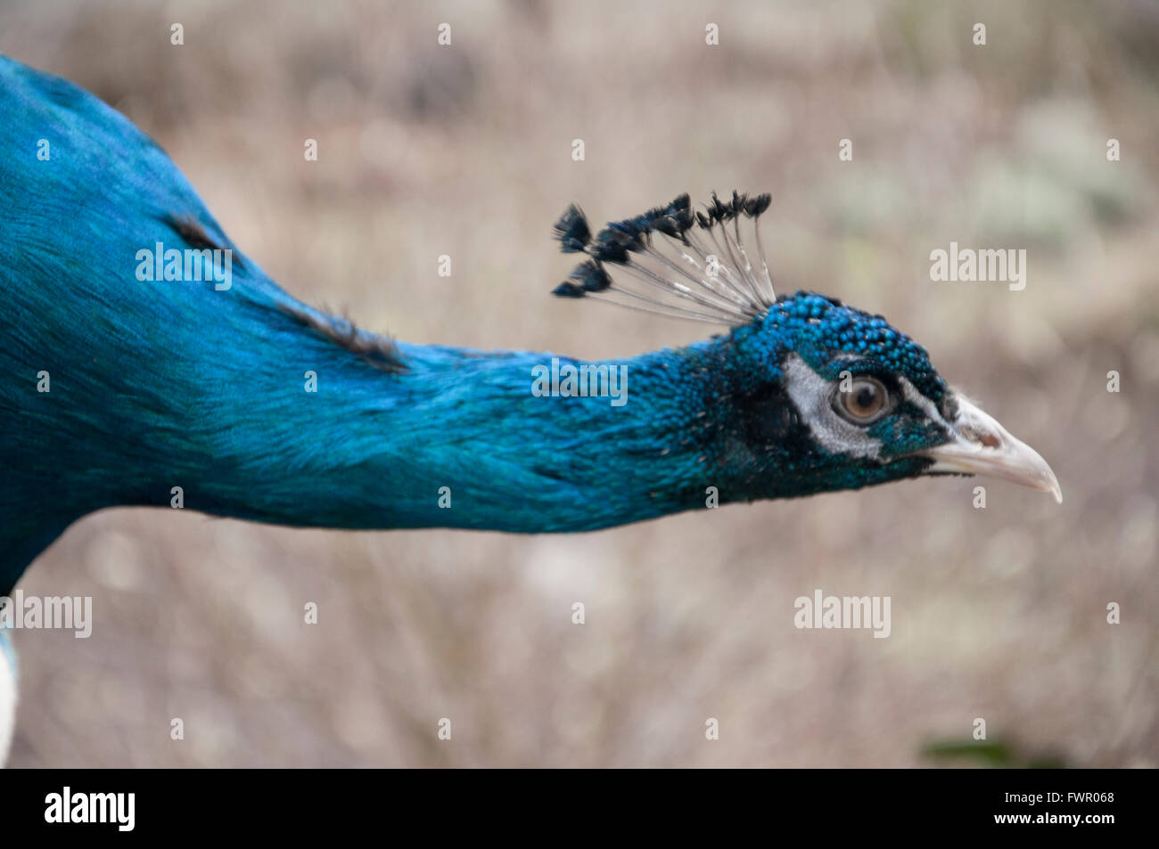 head of adult peacock closeup Stock Photo - Alamy