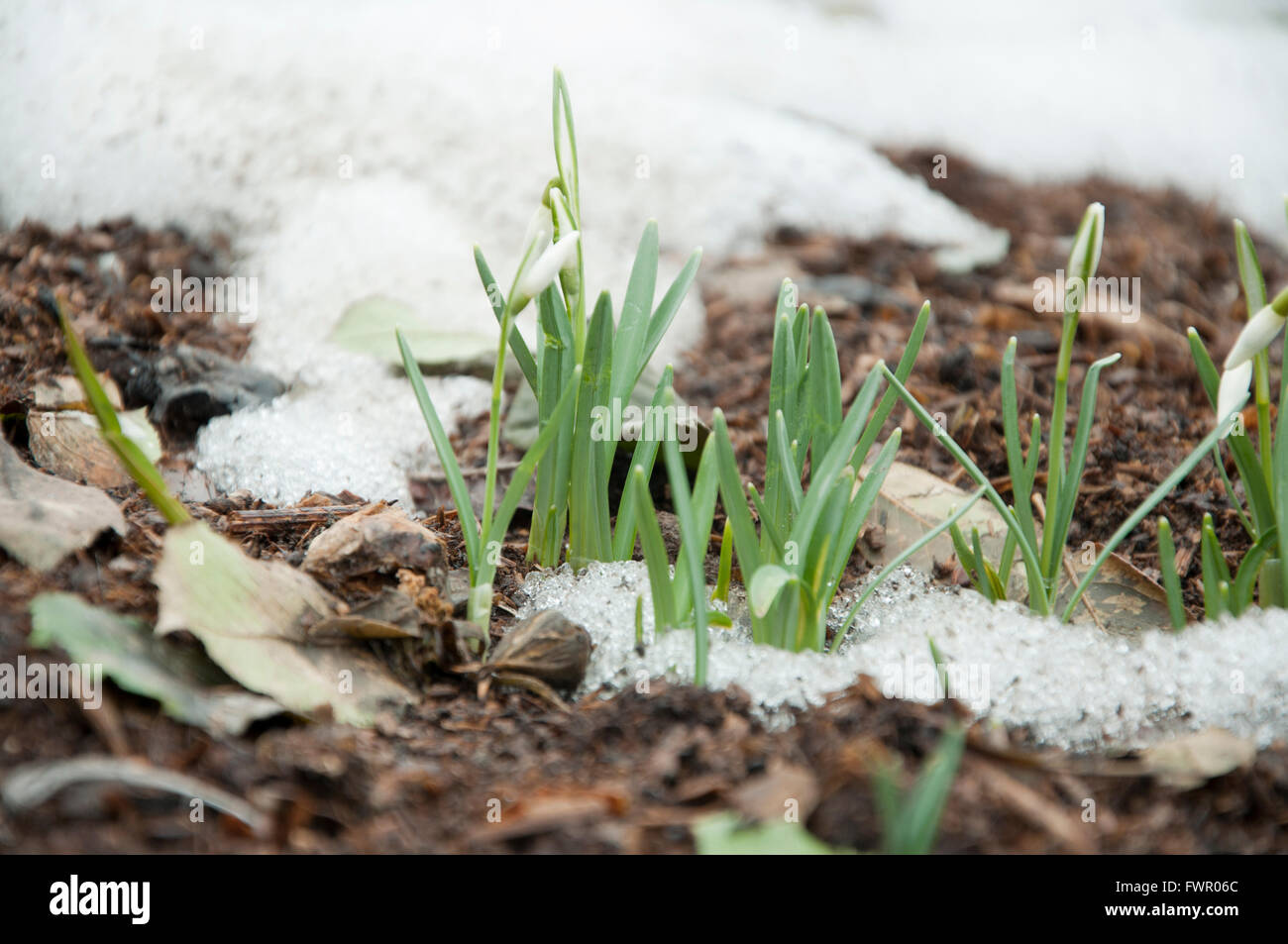 First plants to flower hi-res stock photography and images - Alamy