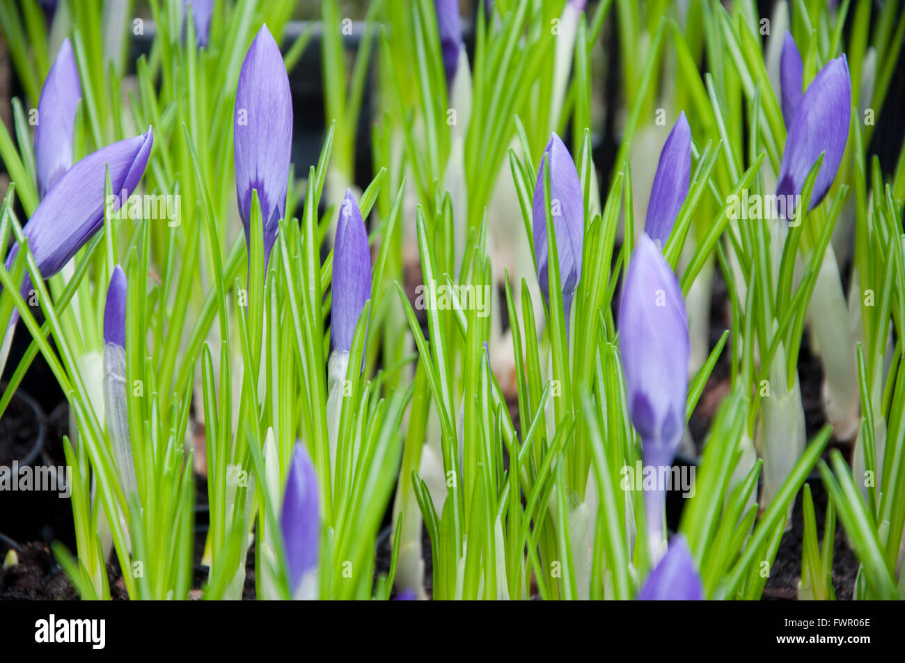 purple spring flowers Stock Photo - Alamy
