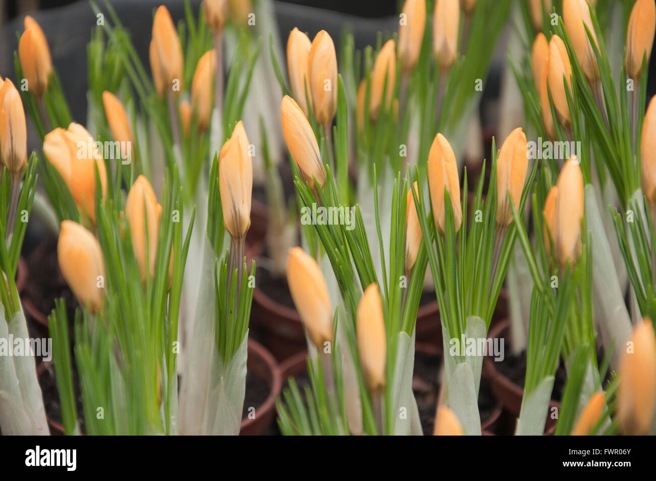 yellow spring flowers Stock Photo - Alamy