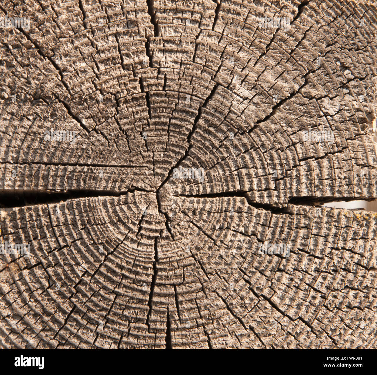 a cross section of wood Stock Photo - Alamy