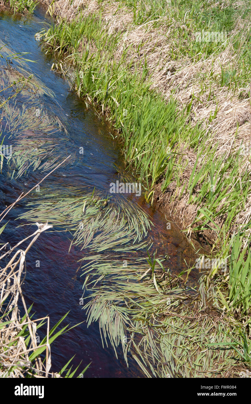 Stream spring water in grass hi-res stock photography and images - Alamy