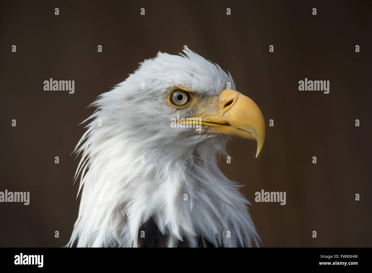 Flying eagle eye contact hi-res stock photography and images - Alamy
