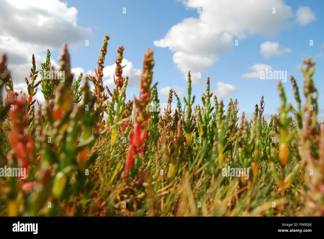 Samphire plant, growing on the marshes in Norfolk with a blue sky and ...