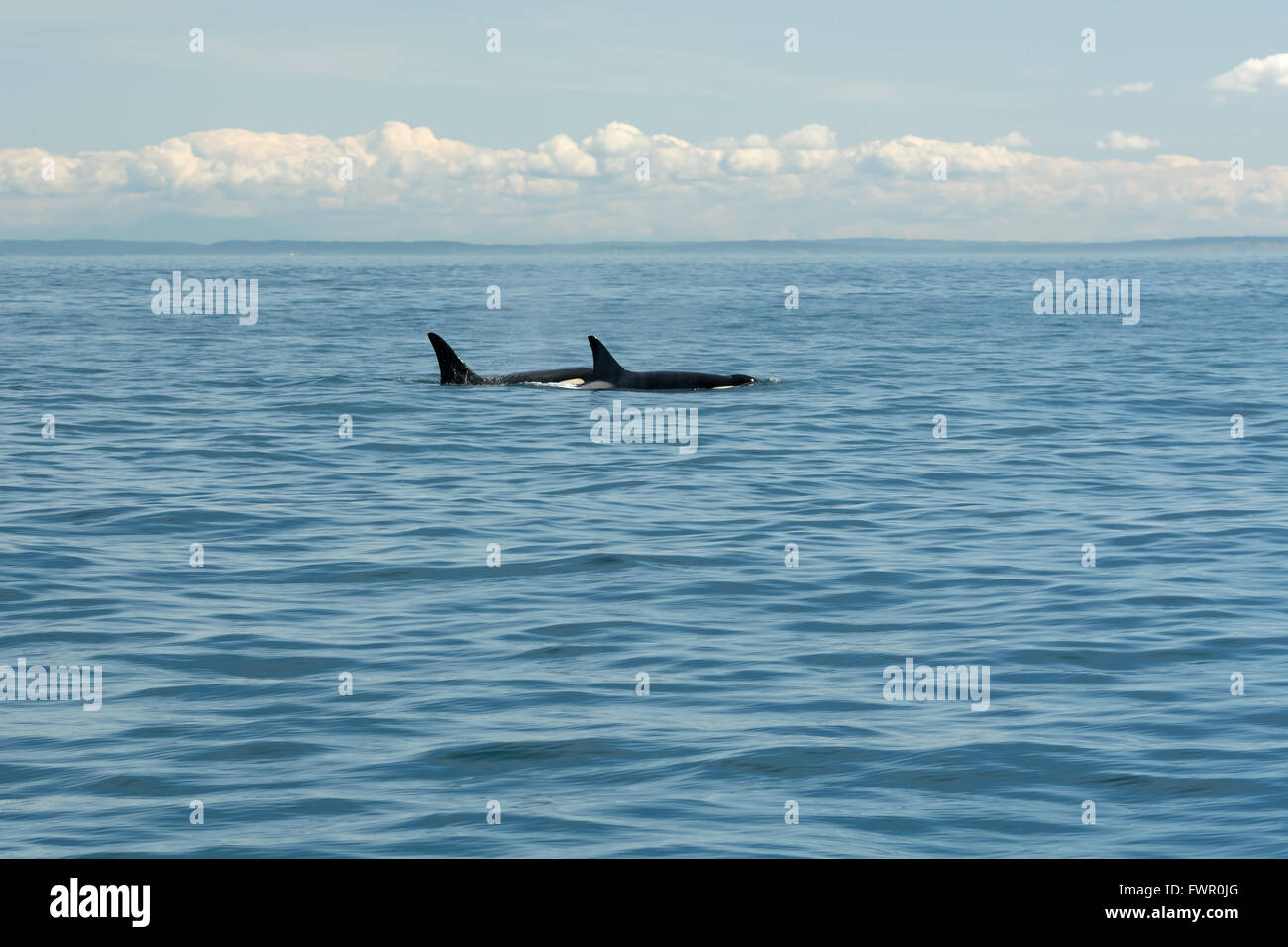 Orca tail slapping hi-res stock photography and images - Alamy
