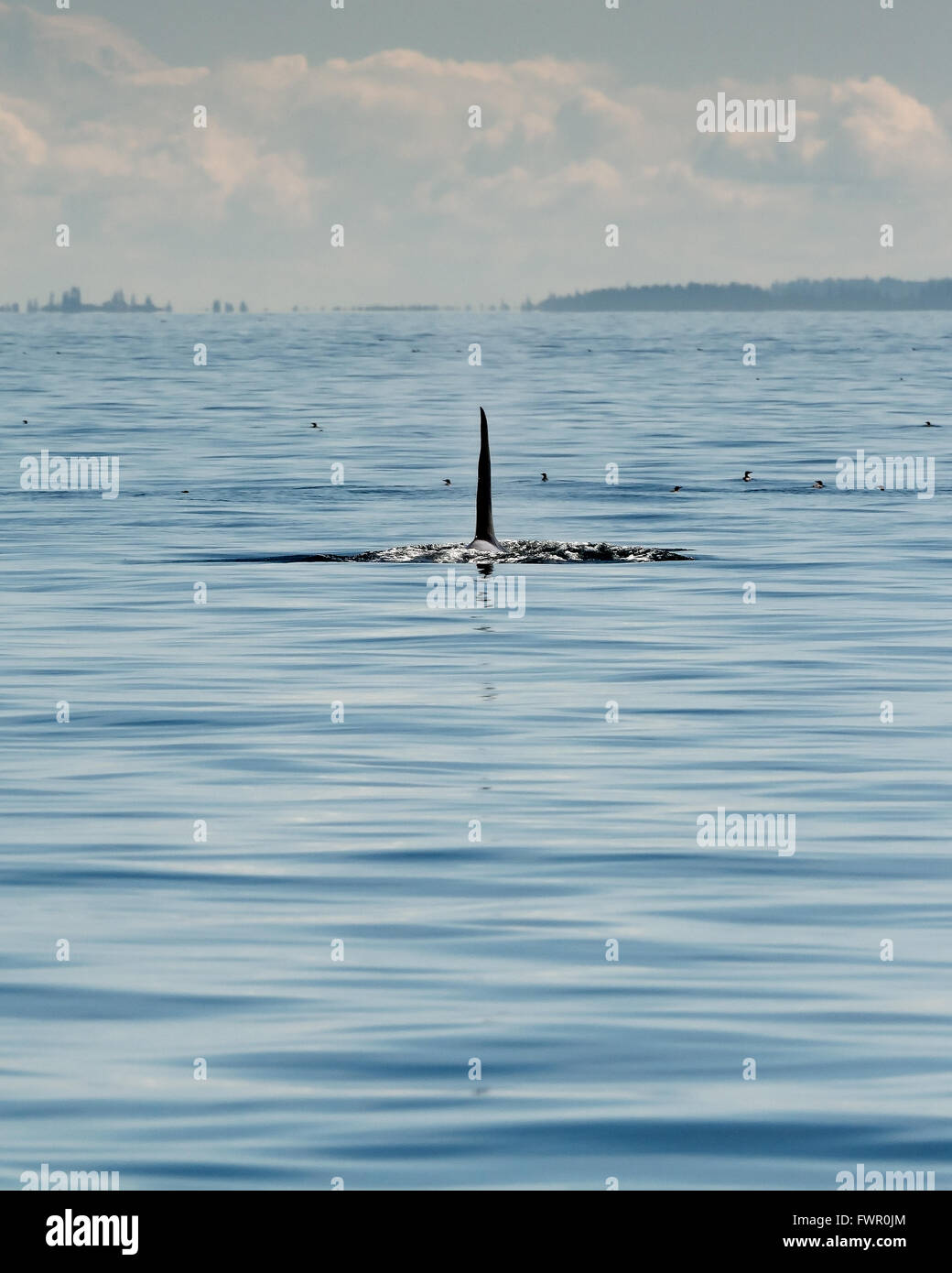 Orca tail slapping hi-res stock photography and images - Alamy