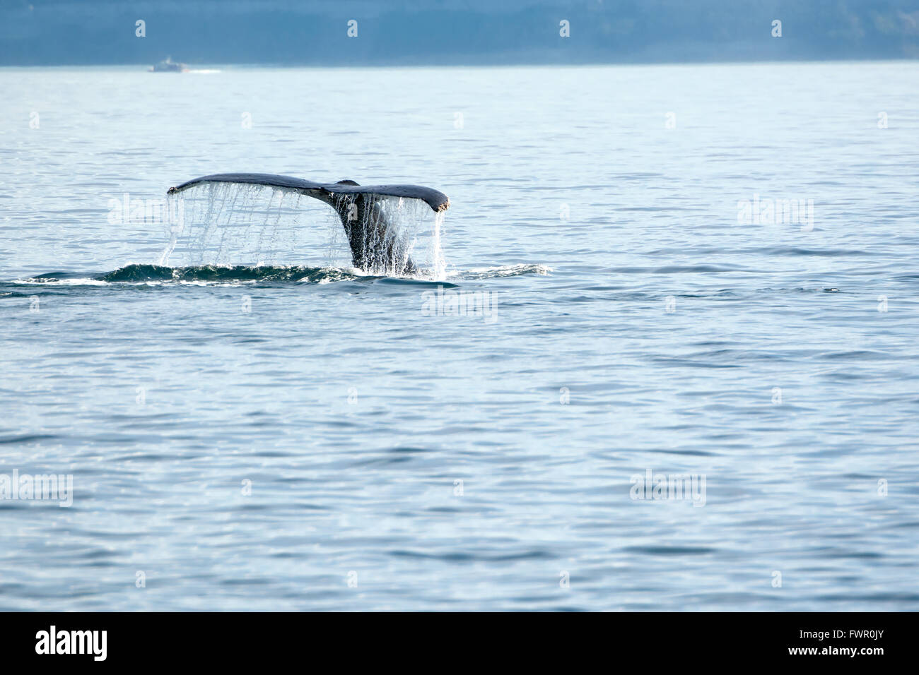 Whale tale splash hi-res stock photography and images - Alamy