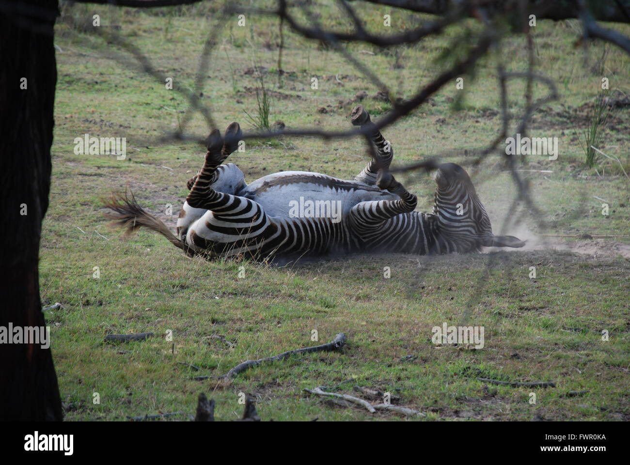 Zebra rolling on its back Stock Photo - Alamy