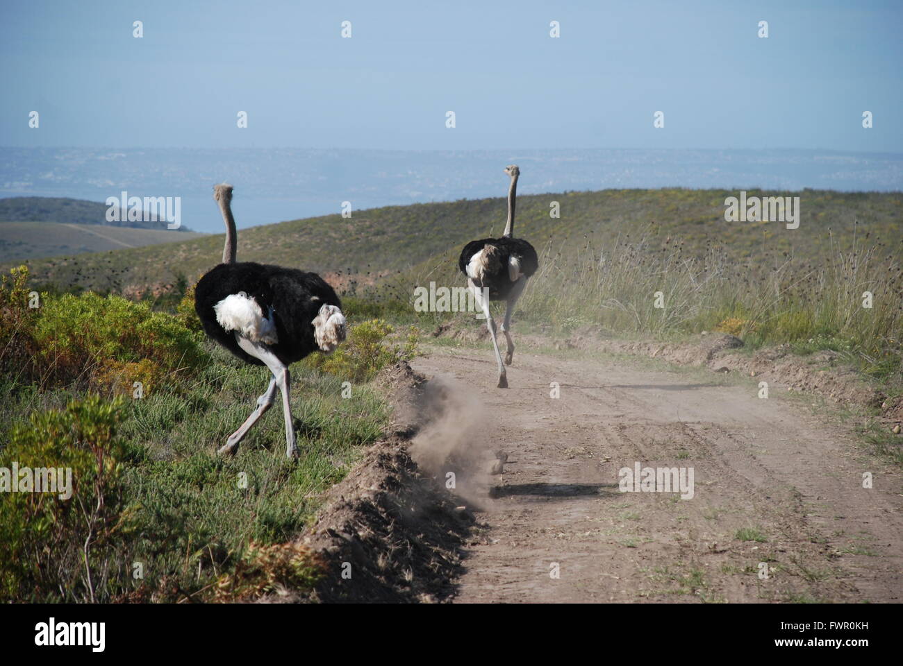 Two ostriches running down a gravel path Stock Photo - Alamy