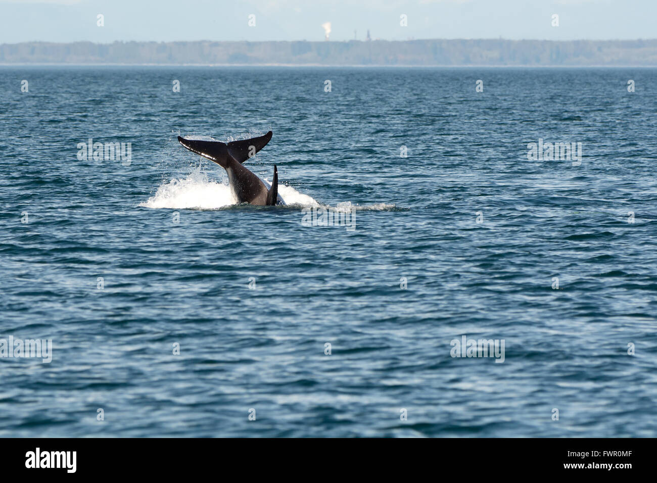 Orca tail slapping hi-res stock photography and images - Alamy