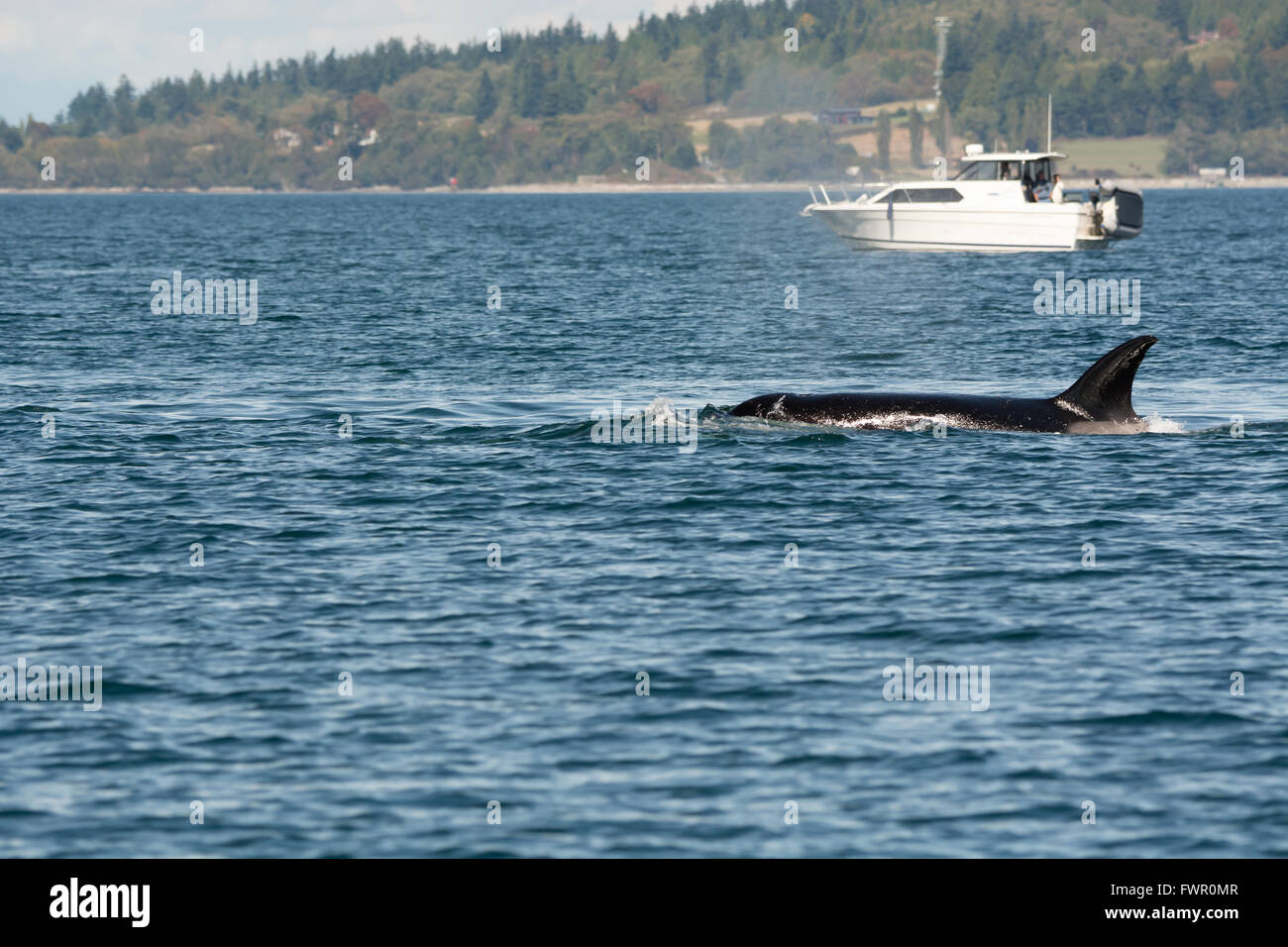 Orca tail slapping hi-res stock photography and images - Alamy