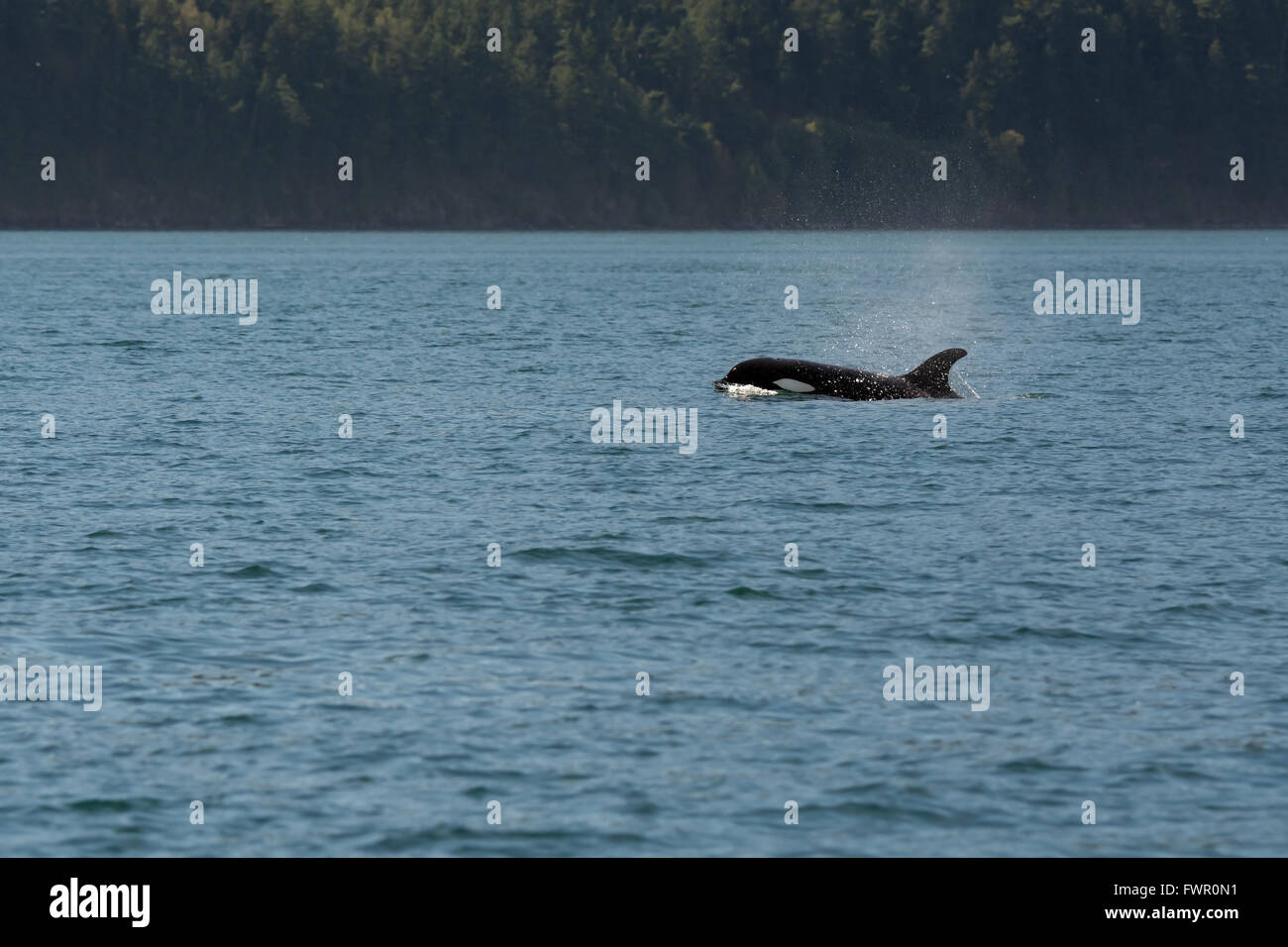 Orca tail slapping hi-res stock photography and images - Alamy
