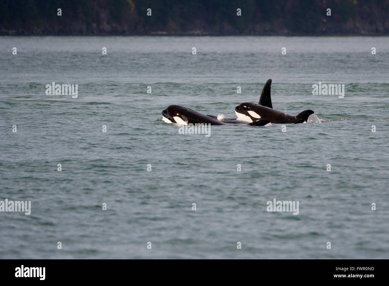 Orca tail slapping hi-res stock photography and images - Alamy