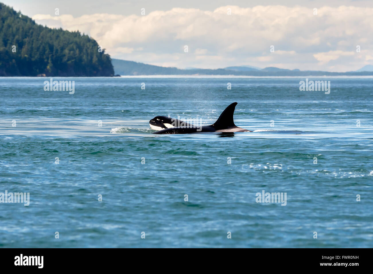 Orca tail slapping hi-res stock photography and images - Alamy