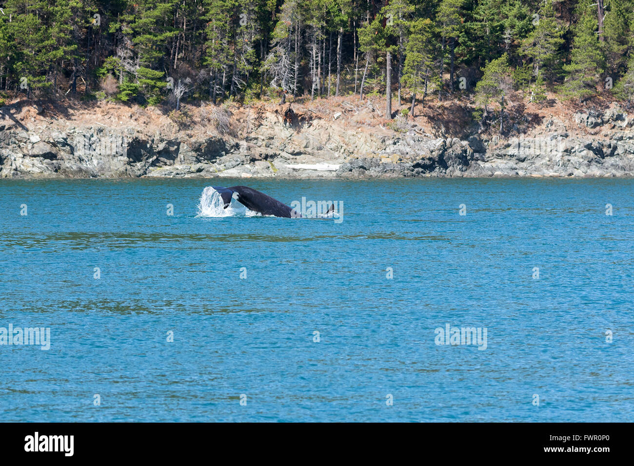 Orca tail slapping hi-res stock photography and images - Alamy